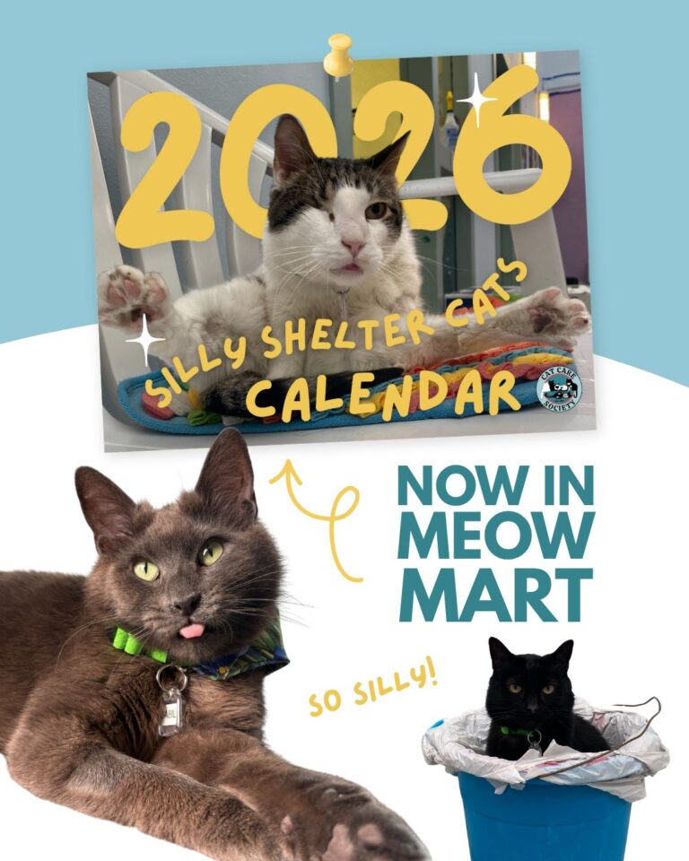 2026 Silly Shelter Cats Calendar - Now Online! | Cat Care Society