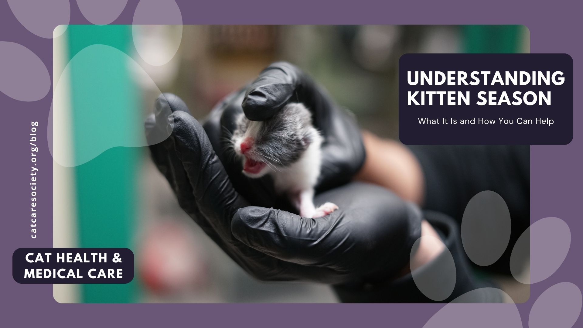 Understanding Kitten Season: What It Is and How You Can Help | Cat Care ...
