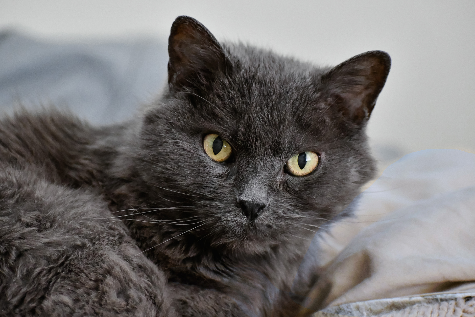 Happily Homed: Jade | Cat Care Society
