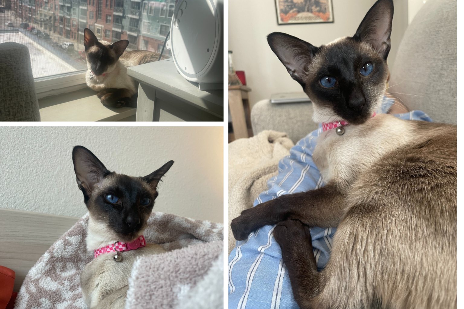 Happily Homed: Princess (Priscilla) | Cat Care Society