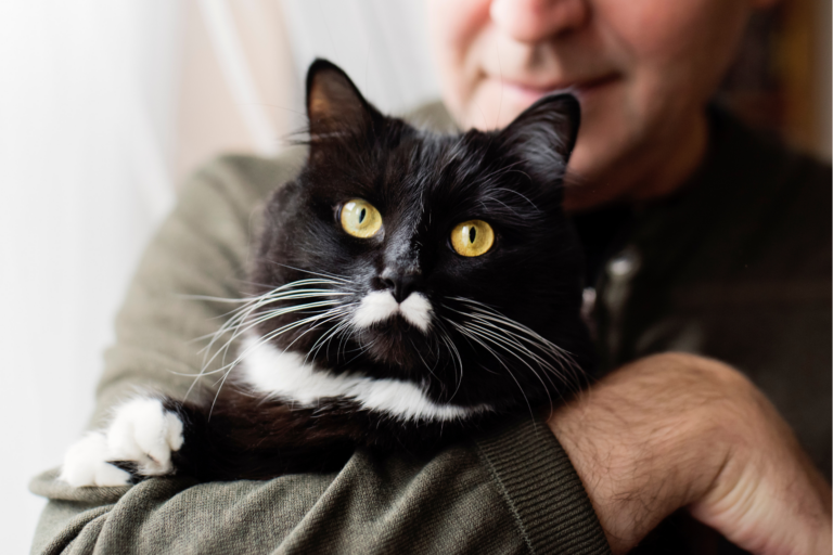Feline Herpes (FHV-1): Demystifying Myths and What You Need to Know ...