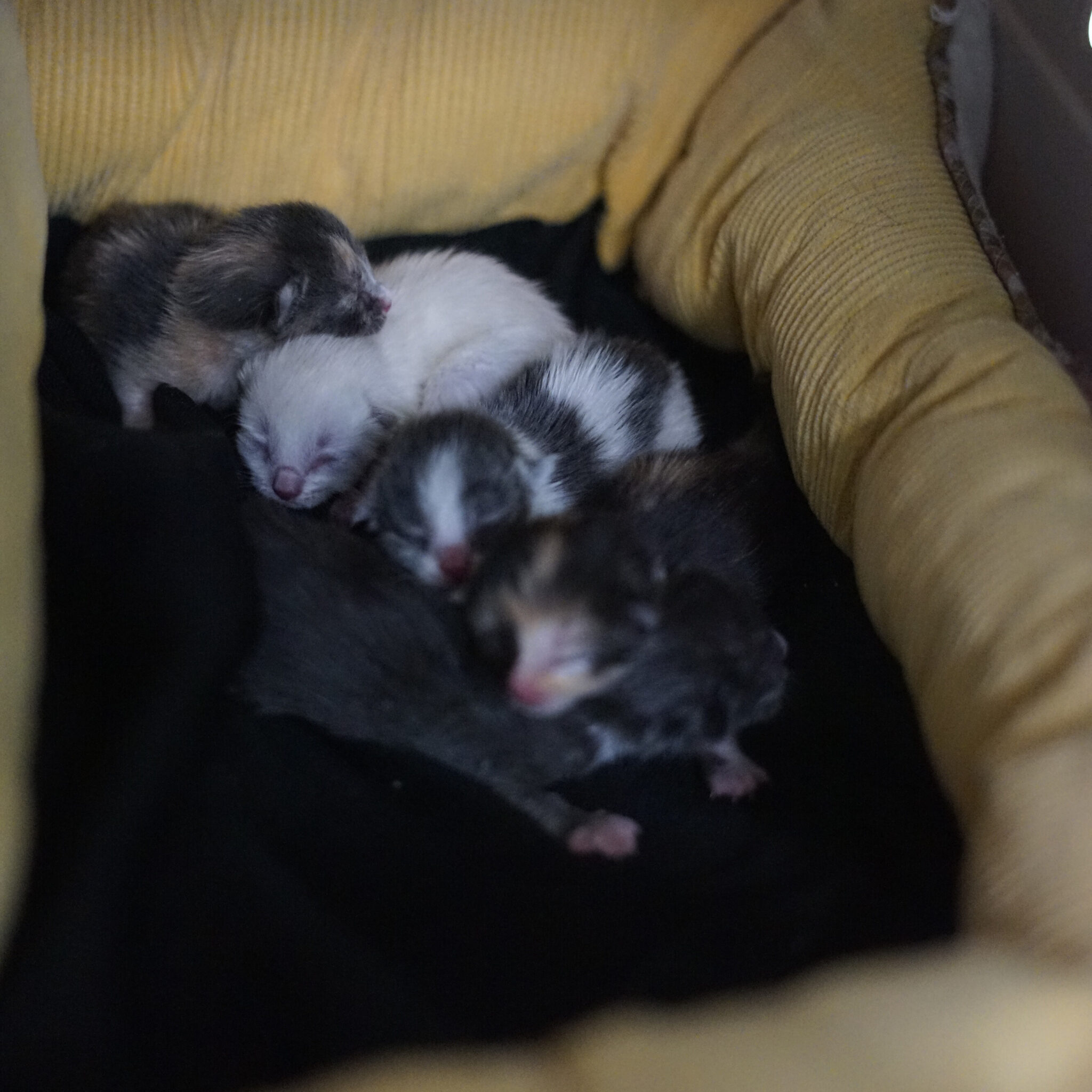 Understanding Kitten Season: What It Is and How You Can Help | Cat Care ...