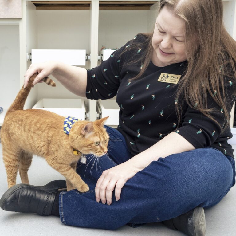 Adoption Process | Cat Care Society